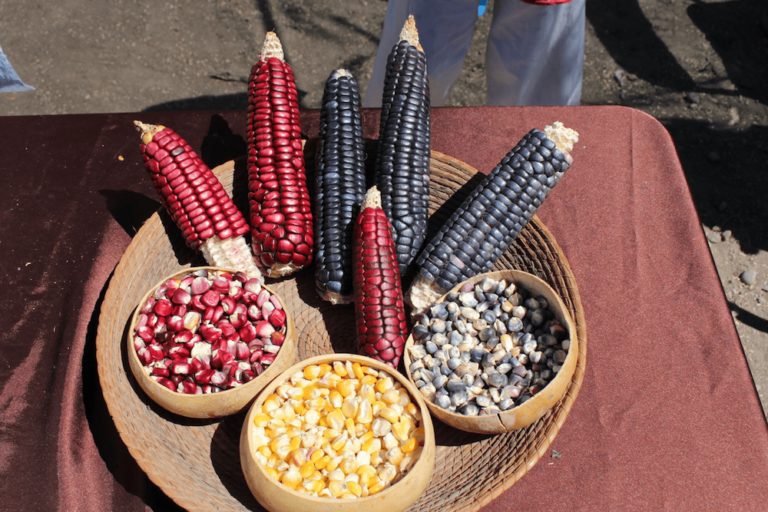 Mexico scores historic legal victory in defense of native corn – The ...