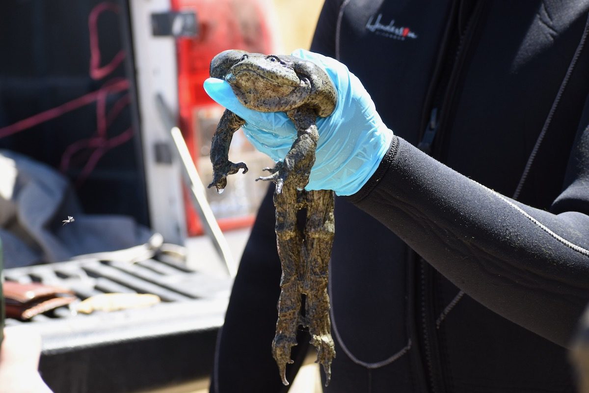 Saving the Titicaca 'Scrotum Frog' in the Andean Highlands – The ...