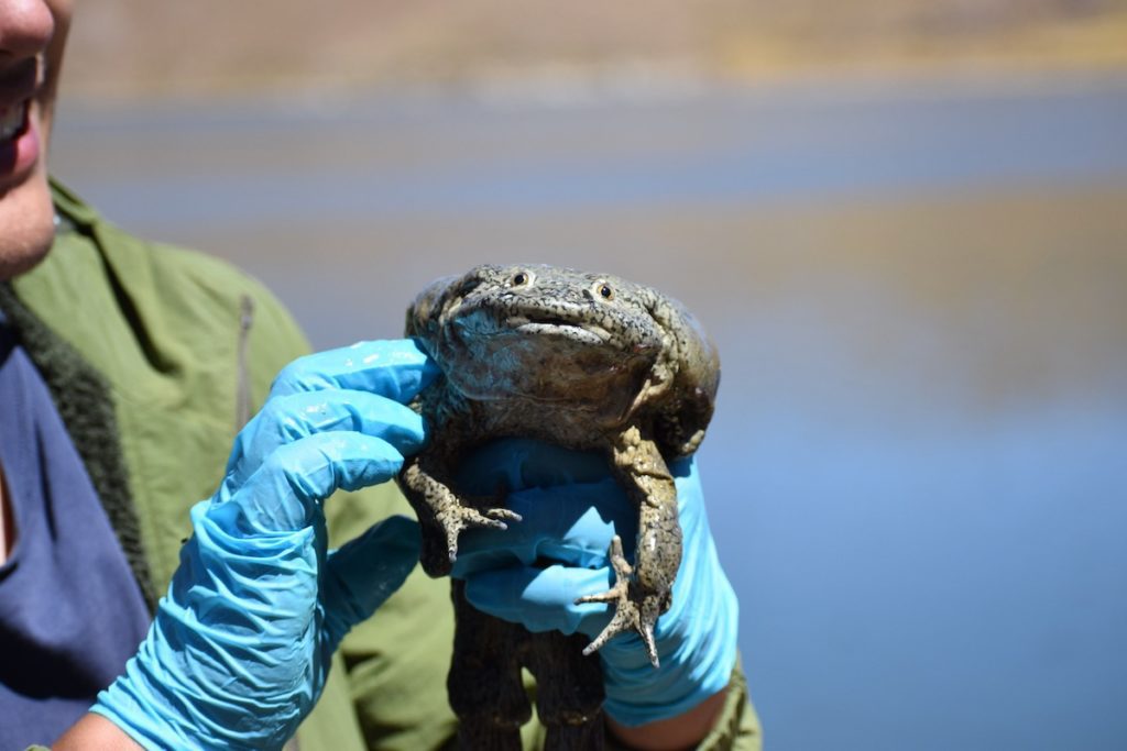 Saving the Titicaca 'Scrotum Frog' in the Andean Highlands – The ...